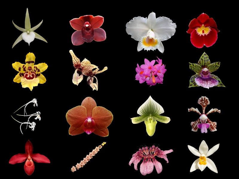 ORCHID CULTURAL NOTES Tuckers Orchids
