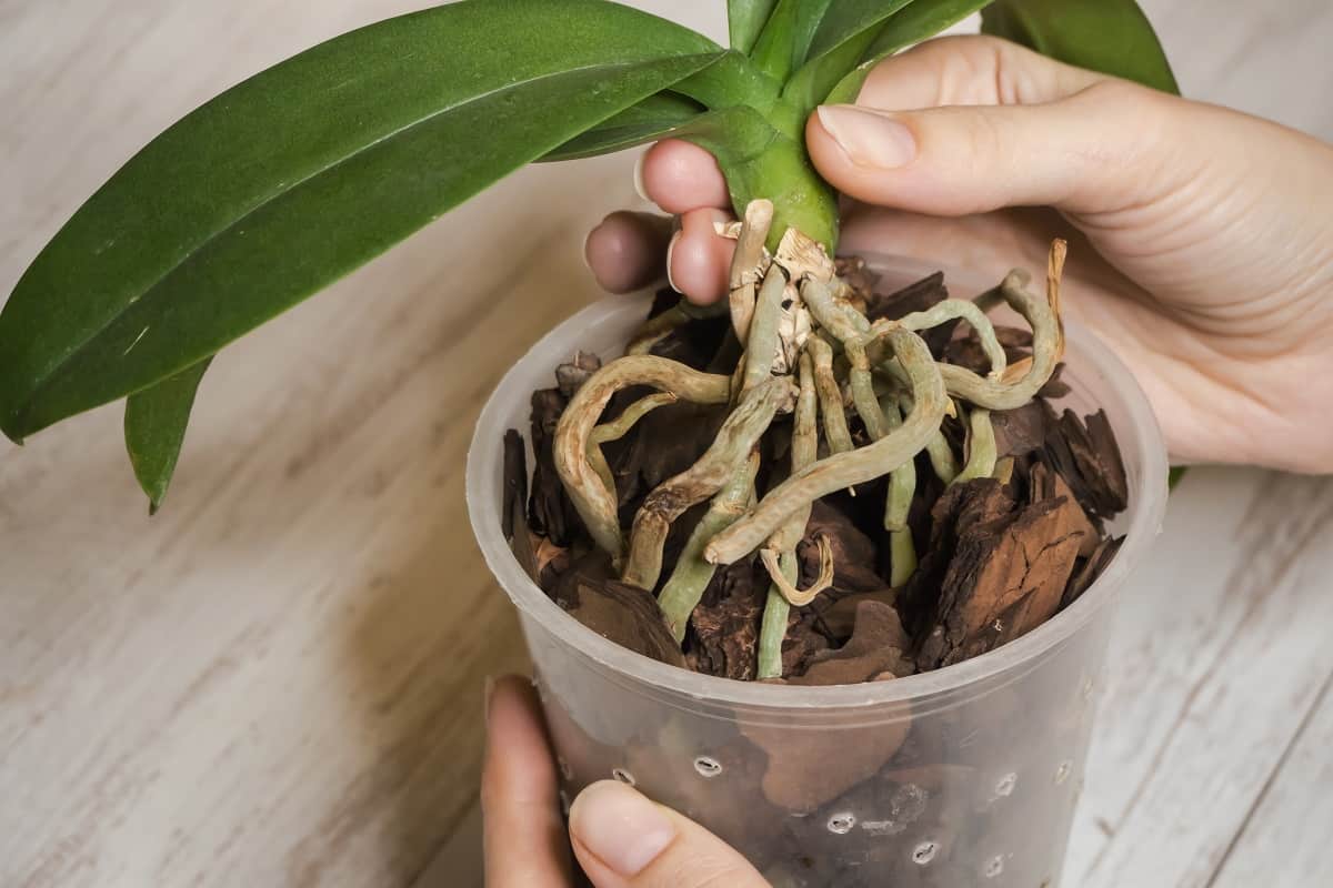 Repotting orchids store