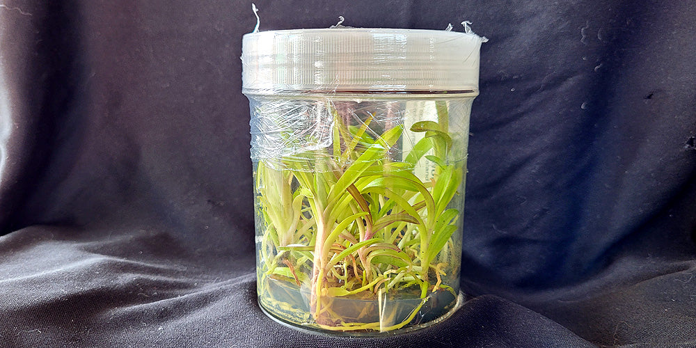 Orchid Flasks – Tuckers Orchids