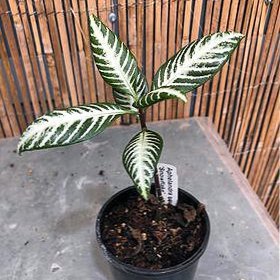 Houseplants – Tuckers Orchids