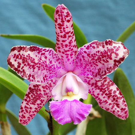 C Summer Spot X Small World Tuckers Orchids