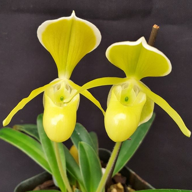 Paph. helenae fma. album – Tuckers Orchids