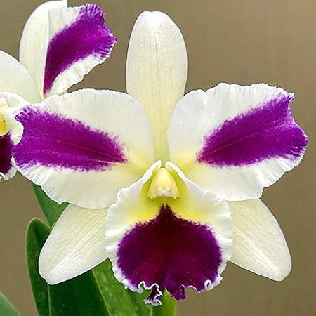 Rlc. Fong Yuan Beauty 'Da-Hsin #7' – Tuckers Orchids