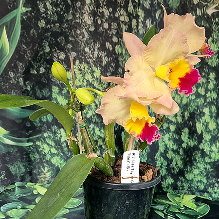 New Arrivals – Tuckers Orchids