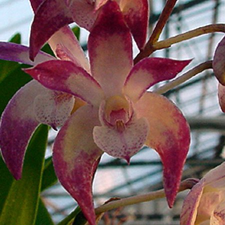 Den. Starbright Corona x Golden Arch – Tuckers Orchids