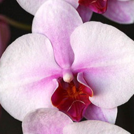 Phal. Princess Sakura – Tuckers Orchids