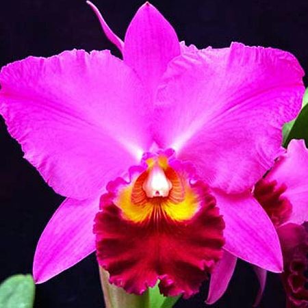 Rlc. Perfect Choice 'Purple Lady' BM/JOGA – Tuckers Orchids